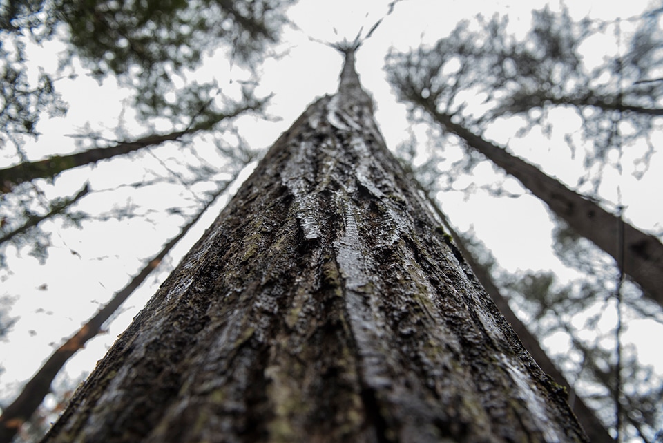 Tallest American chestnut tree in North America discovered on ...